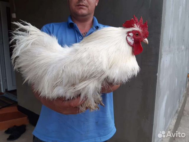 Куры петухи