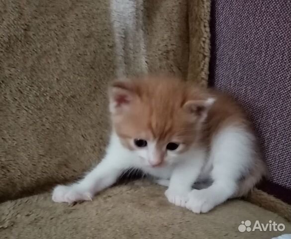 Два кота и милая кошечка ищут себе хозяев