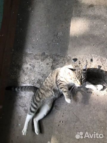 Ласковый котик