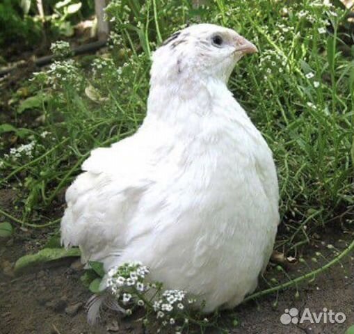 Перепел петушок техасский