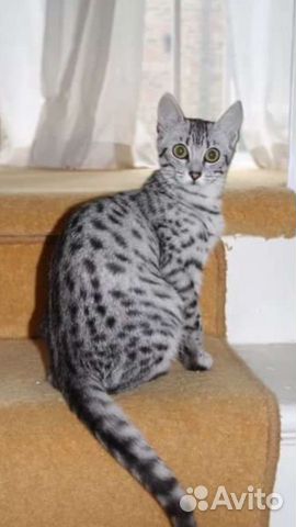Котята, Кошки в дар