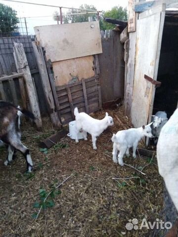 Зааненская коза