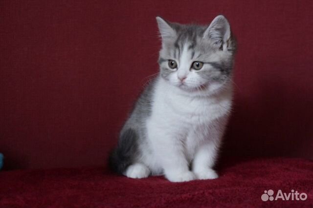 Отличный окрас