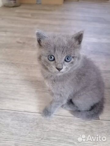 Русская голубая