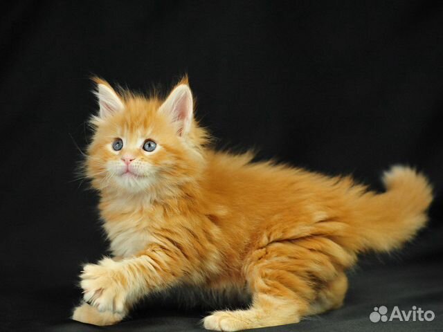 Норвежской лесной котята 1,5 мес