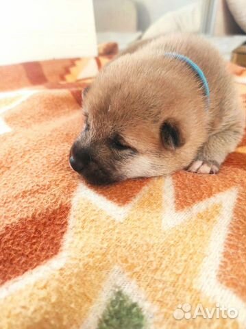 Щенки шиба ину