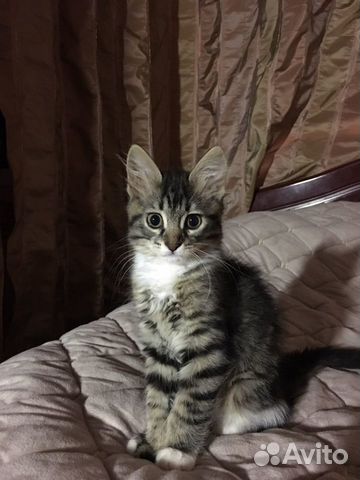 Кошка