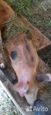 Вьетнамские свиньи