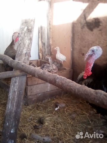 Птичья семья