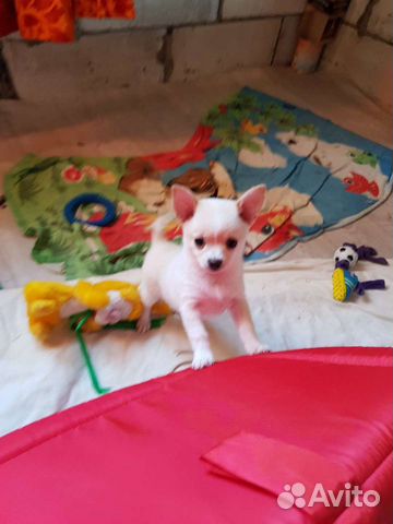 Щенок Чихуахуа