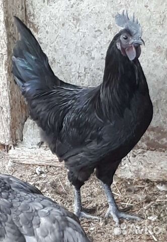 Петух ухейилюй