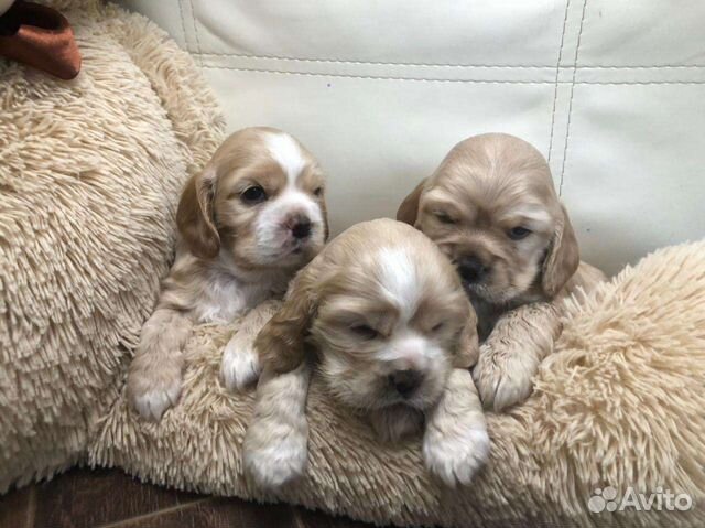 Щенки американский кокер-спаниель