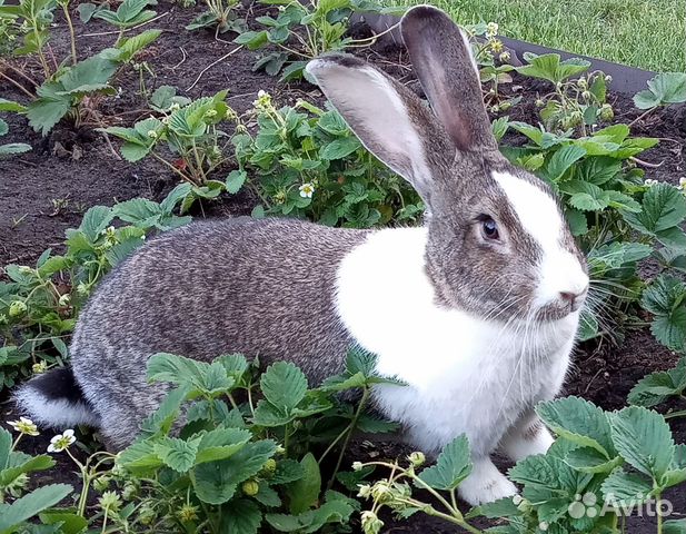 Молодая кролиха на племя (кролик)
