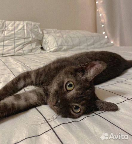 Котенок окраса черный дым