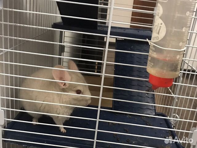 Британская шиншилла