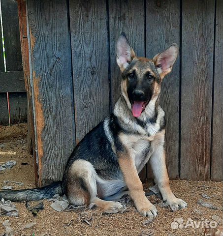 Восточноевропейская овчарка