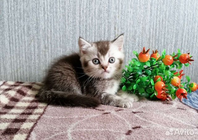 Шотландский с документами
