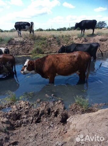 Корова и телка