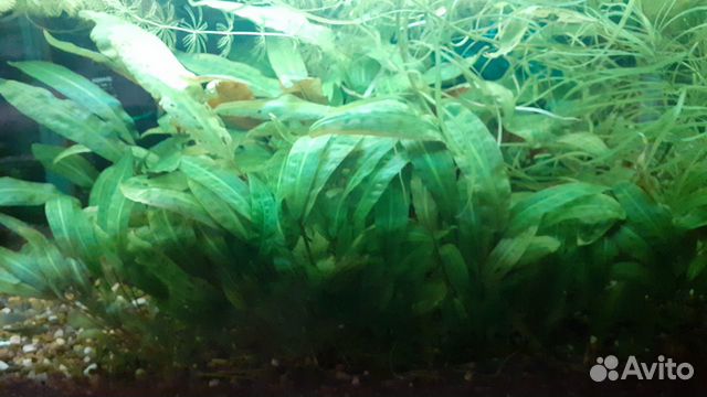 Прополка аквариума: криптокарина
