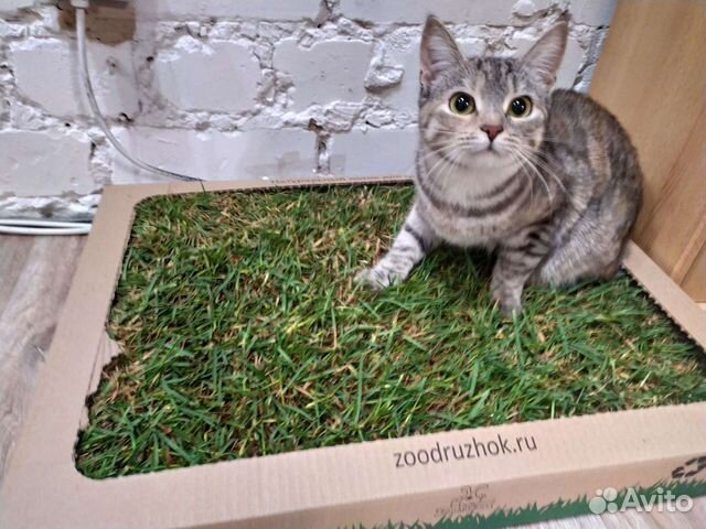 Кошки в добрые руки бесплатно