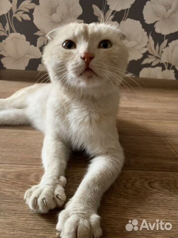 Вислоухие коты