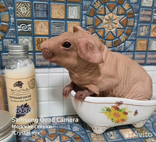 Морсая свинка болдуин,не скинни