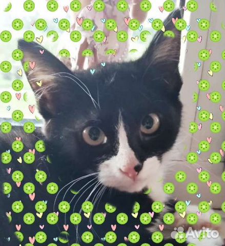 Котенок, кот. хотели выкин. в форточку