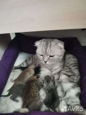 Шотландские вислоухие котята бесплатно