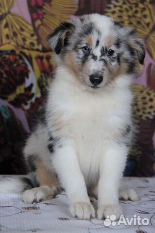 Мраморные детки