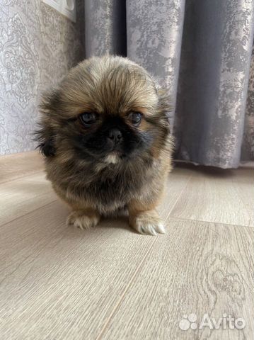 Щенок пекинеса