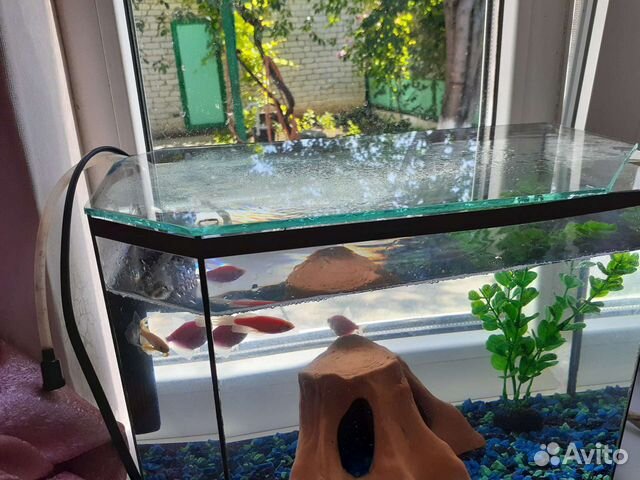 Аквариум с рыбками