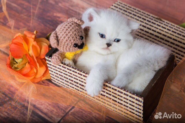 Шиншилла колор пойнт мальчик