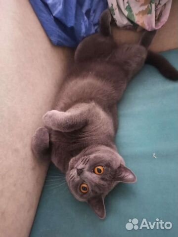Кошка