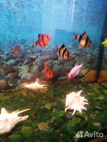 Рыбки барбусы, тернеции, барбусы