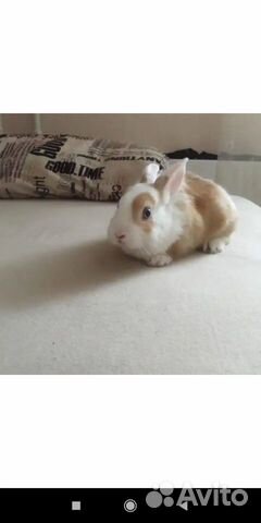 Декоративные кролики