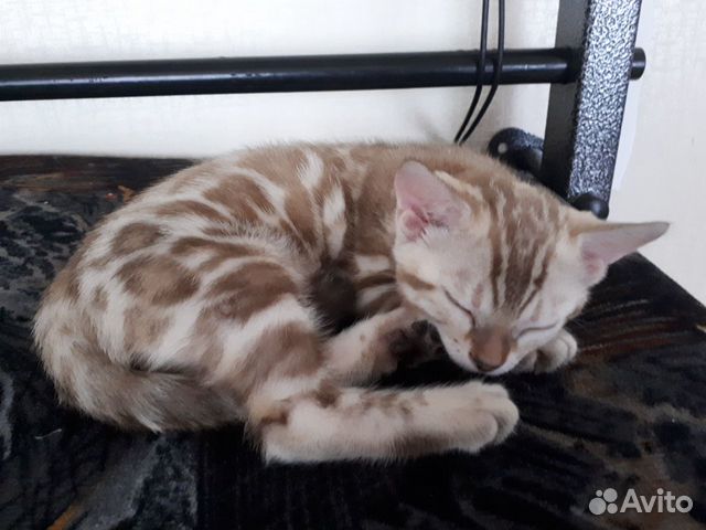 Бенгальская кошечка