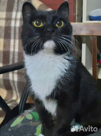 Кошка Маркиза ищет хозяина. Отдадим в хорошие руки