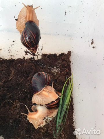 Улитки ахатины бесплатно