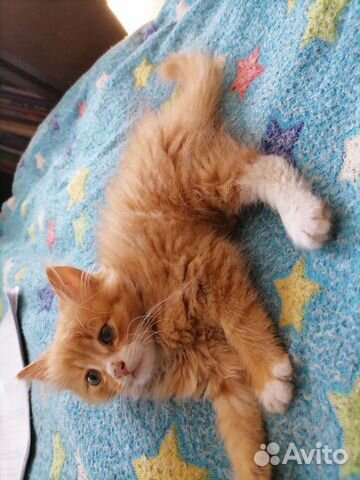 Отдам Котенка