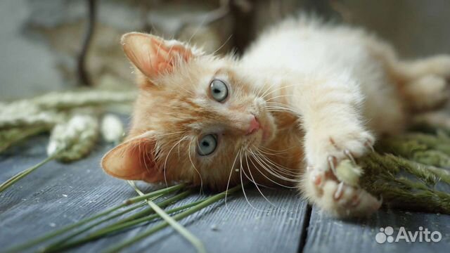 Кошка в дар