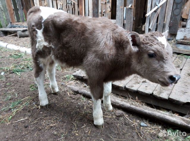 Продам телят, бычков, козлят, коз