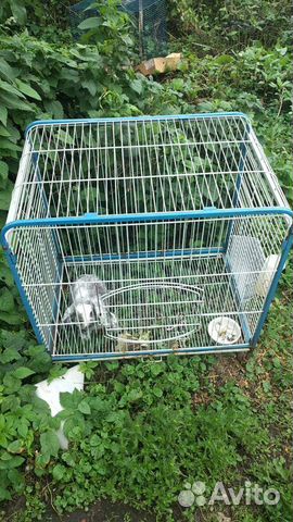 Кролик крольчонок с большой клеткой выбор