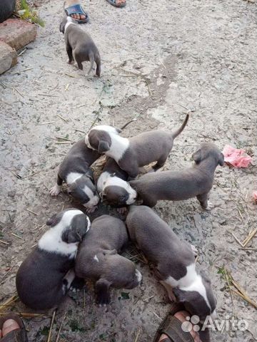 Щенки питбуля