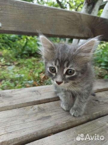 Котята в добрые руки даром