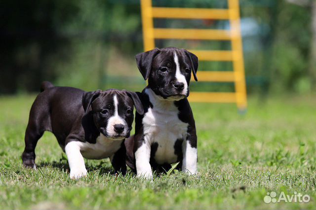 Щенки амстаффа из питомника