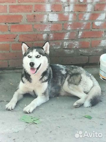 Сибирсеая хаски