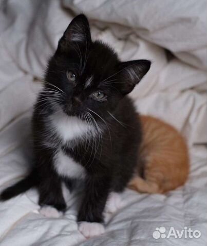 Мартин пухляш