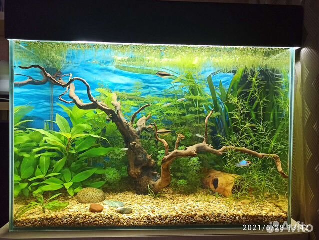Аквариум 75 литров со всем содержимым и тумбой