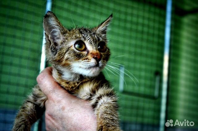 Трогательный котёнок (2 месяца) в добрые руки