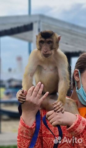 Обезьяна